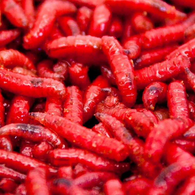 DEAD KRILLED RED MAGGOT – Bat 21 Militaria and Surplus